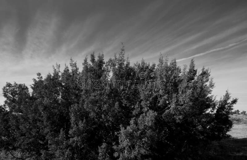 Juniper Bush stock photo. Image of southwest, protected - 7259424