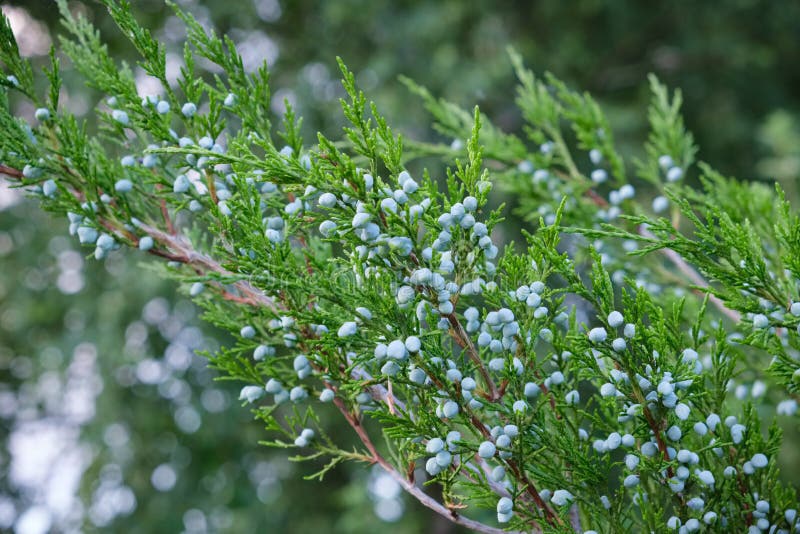 Juniper Bush stock photo. Image of outdoor, blue, juniper - 26504976