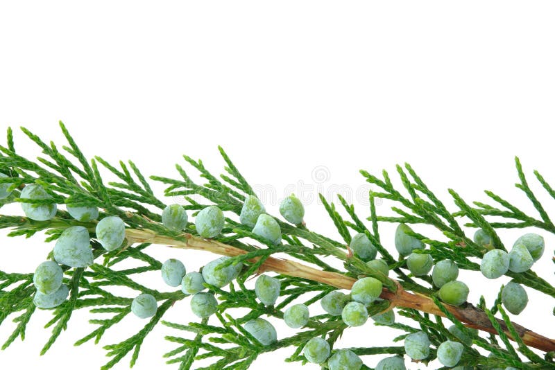 Juniper bush stock photo. Image of bush, flora, juniper - 319207500