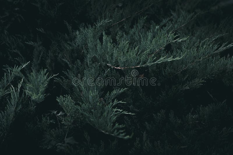 Dark Green Juniper Bush Branches Stock Photo - Image of evergreen ...