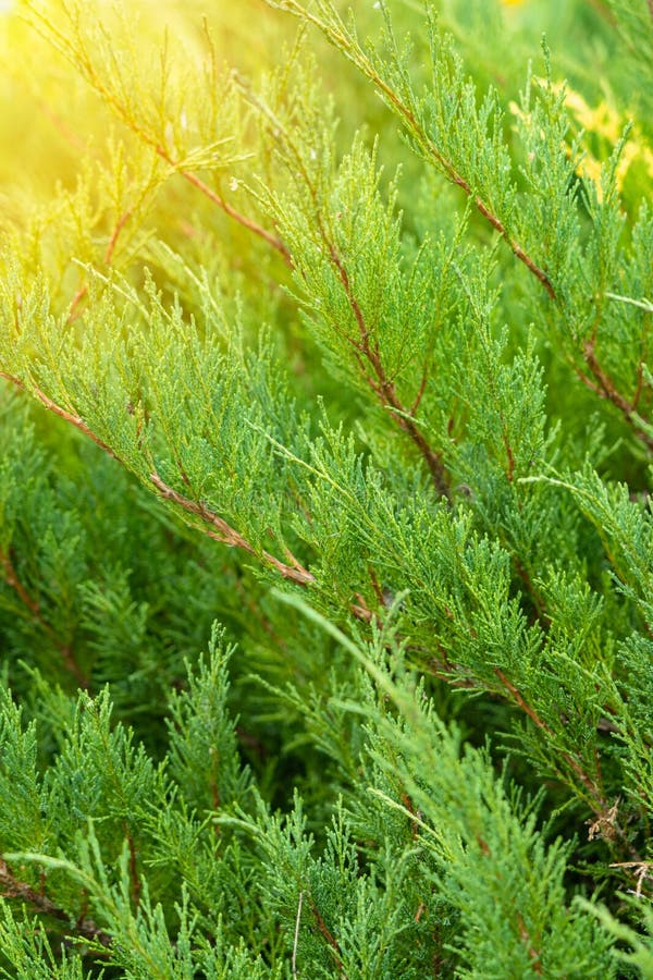 Juniper Bush Close-up, Green Foliage and a Sunbeam Stock Image - Image ...