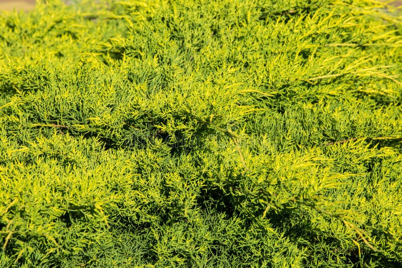 The Juniper Bush Closeup. Background with Juniper Branches Growing in ...