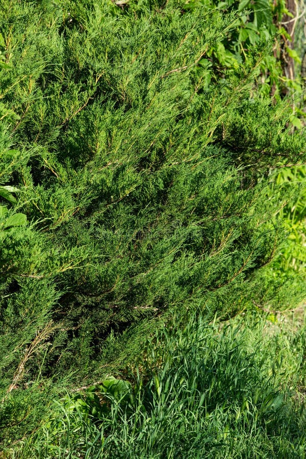 The Juniper Bush Closeup. Background with Juniper Branches Growing in ...