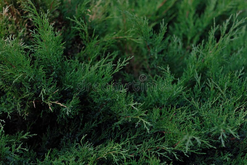 The Juniper Bush Closeup. Background with Juniper Branches Growing in ...