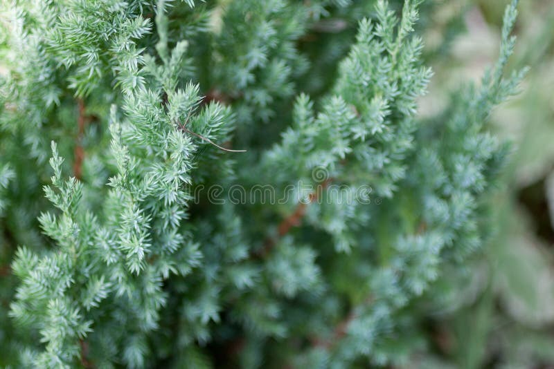 The juniper bush closeup stock photo. Image of dacha - 126956540