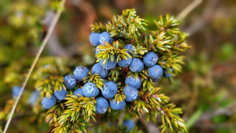 Juniper on a Juniper Bush in the Fall Stock Image - Image of coniferous ...
