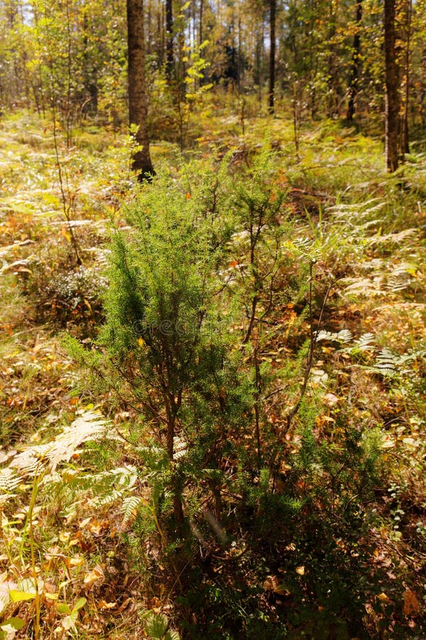 Juniper bush in the forest stock image. Image of bush - 92709155