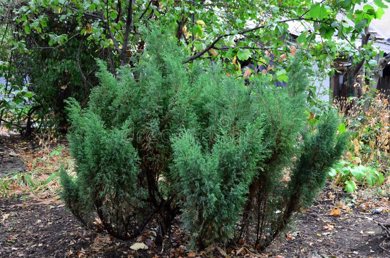 The juniper bush. stock image. Image of landscape, summer - 126667309