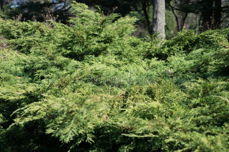 Juniper bush horizontal stock photo. Image of blossom - 213631954