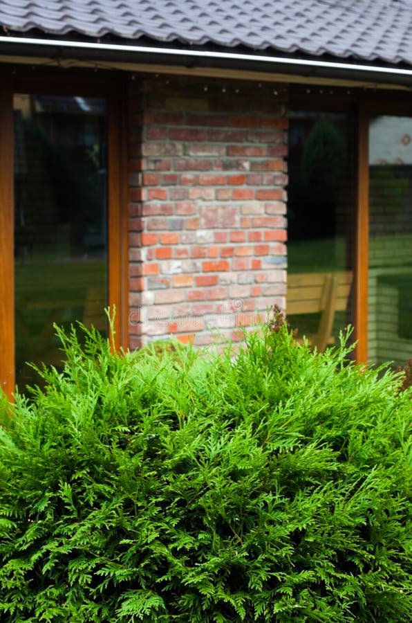 Juniper Bush Near the Brick House Stock Photo - Image of brick, metal ...