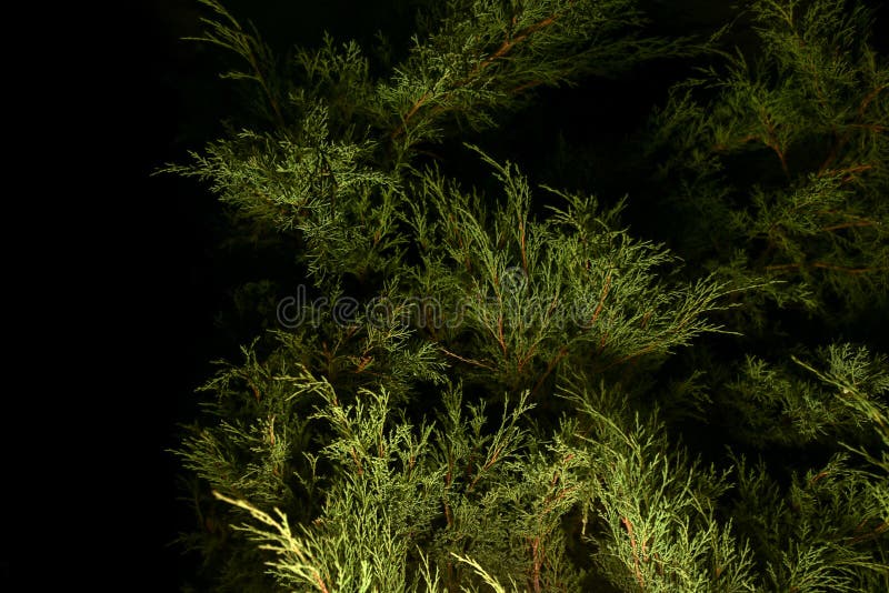 Juniper bush at night stock image. Image of coniferous - 160090211