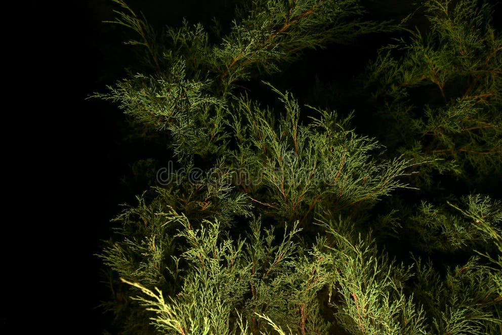 Juniper bush at night stock image. Image of coniferous - 160090211