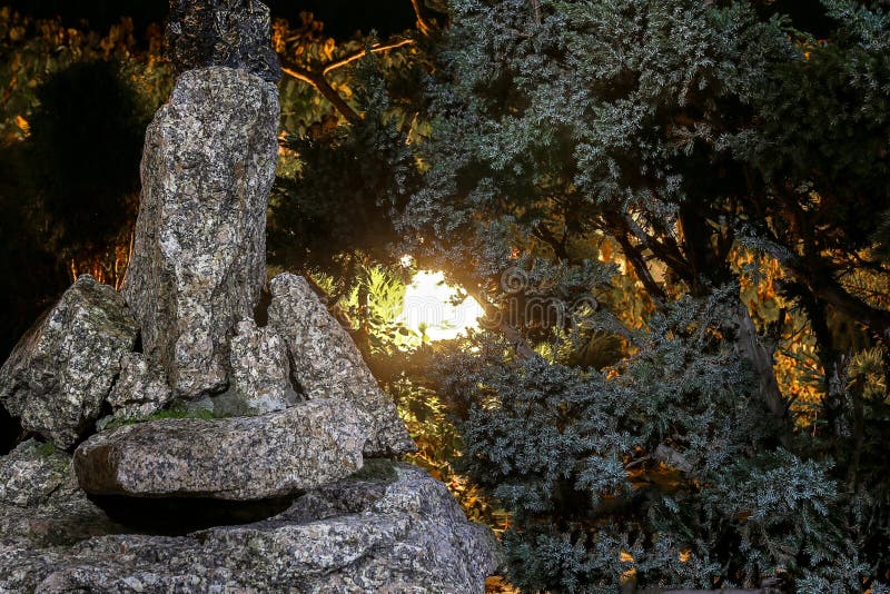 Juniper bush at night stock photo. Image of branch, night - 160090234