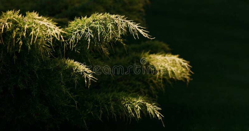 Juniper Bush in the Park with Black Shadows Stock Image - Image of ...