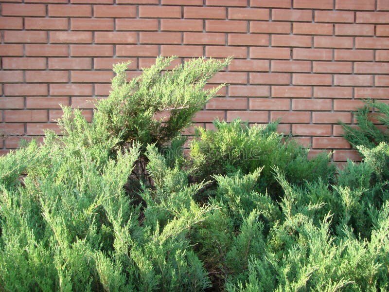 Juniper Bush in the Park. Green Bush of Juniper on a Brick Wall ...