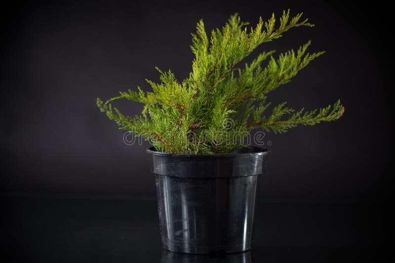 Juniper bush stock photo. Image of bush, flora, juniper - 319207500