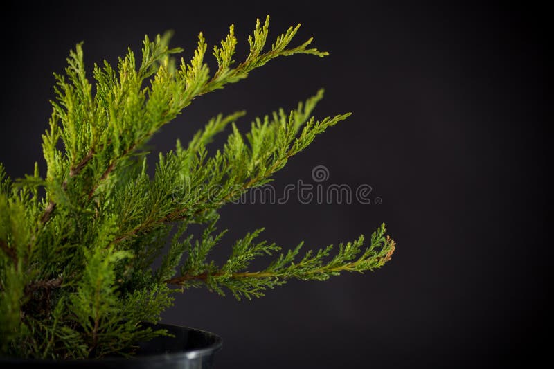 Juniper bush stock photo. Image of bush, flora, juniper - 319207500