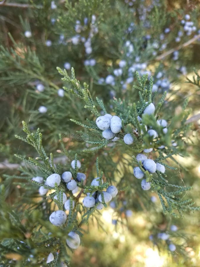 Juniper bush stock photo. Image of bush, flora, juniper - 319207500