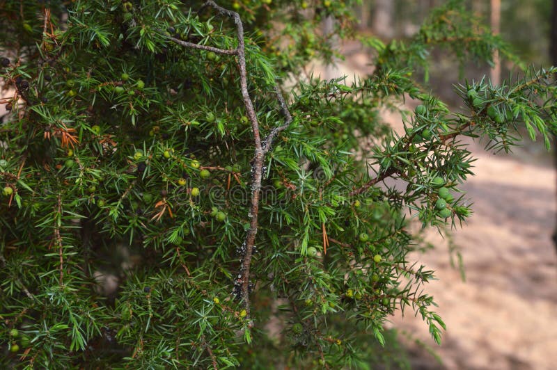 Juniper bush stock photo. Image of bush, flora, juniper - 319207500
