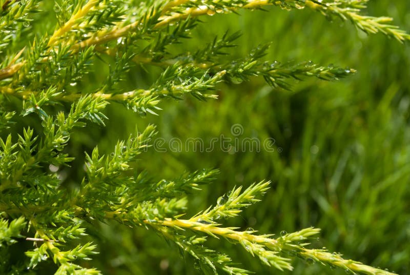 Cade juniper tree detail stock image. Image of foliage - 153653425