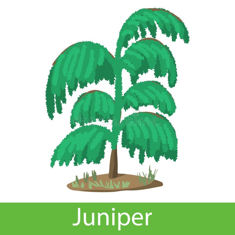 Juniper icon stock vector. Illustration of buckthorn - 80991785