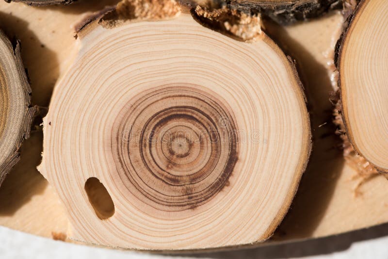 Juniper core macro stock photo. Image of sawed, slab - 118967504