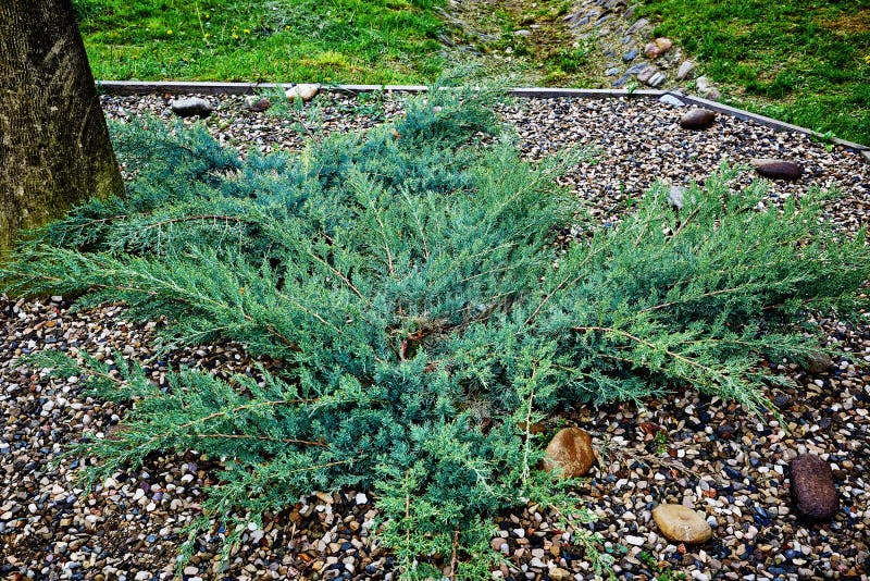 Juniper Cossack in the Rockery. Landscape Design of the Rock Garden ...
