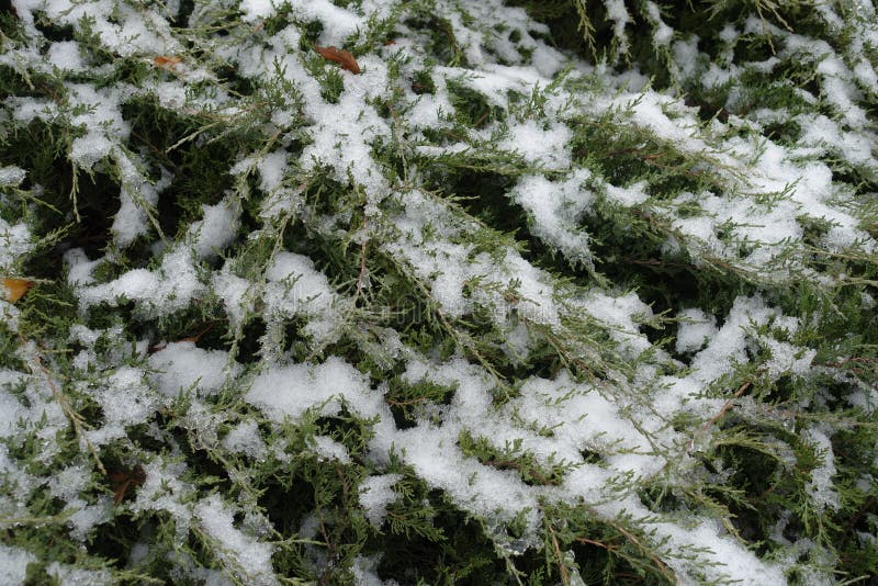 Juniper Covered with Melting Snow Stock Image - Image of needle, frost ...