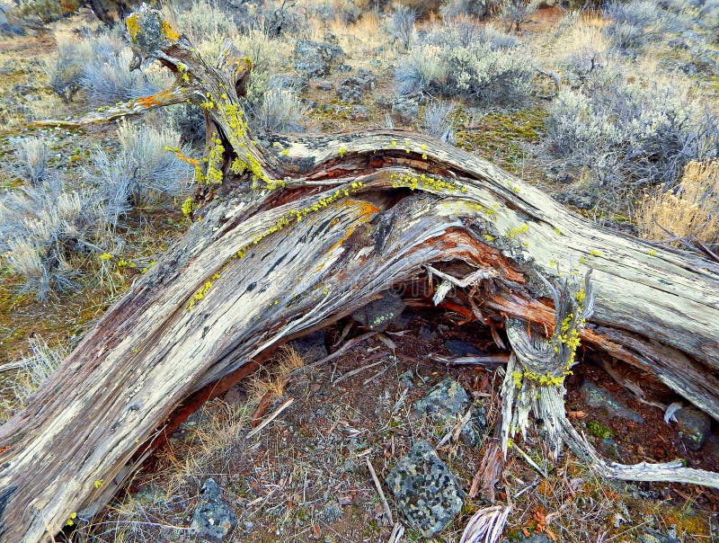 Juniper Curve stock photo. Image of sticks, redmond - 115292722