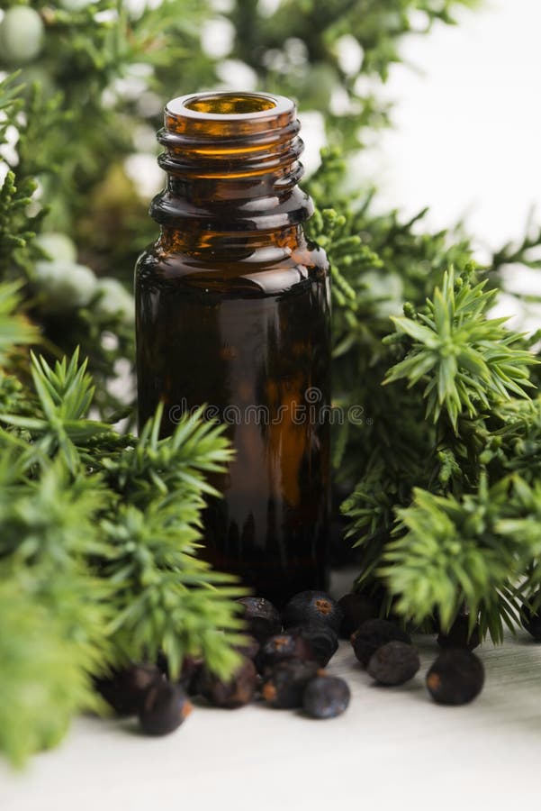 Juniper essential oil stock image. Image of wellness - 56838691