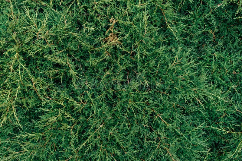 Juniper Evergreen Cade Leaves Tree Background Tropic Tropical Stock ...