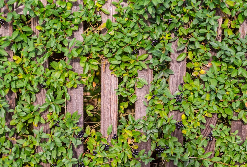 Juniper on the fence. stock photo. Image of backgrounds - 27648648