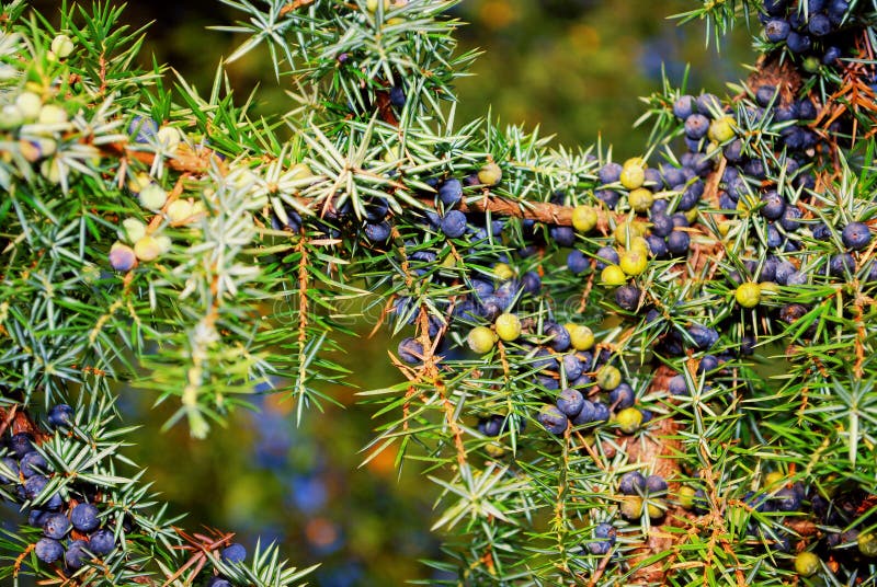 Juniper in the forest stock photo. Image of blue, forest - 12492580