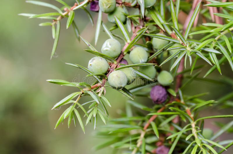 Juniper stock image. Image of forest, juniper, health - 91501809