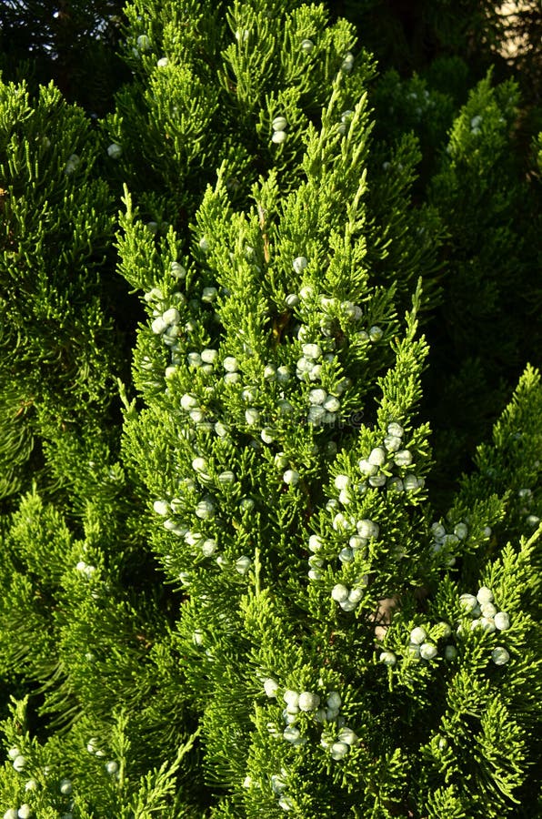 Juniper (Gen. Juniperus) stock image. Image of biology - 37765583