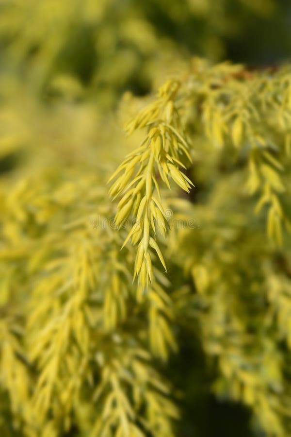 Juniperus Communis Gold Stock Photos - Free & Royalty-Free Stock Photos ...