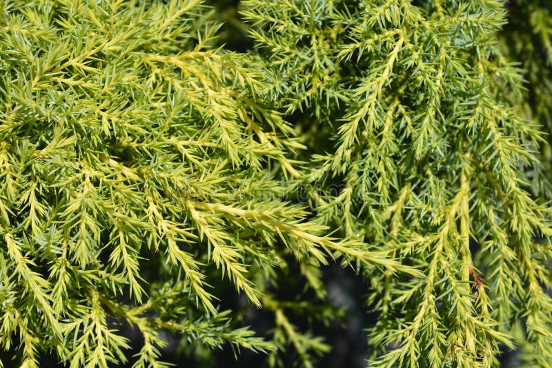 Juniper Gold Star stock photo. Image of tree, juniper - 250426308