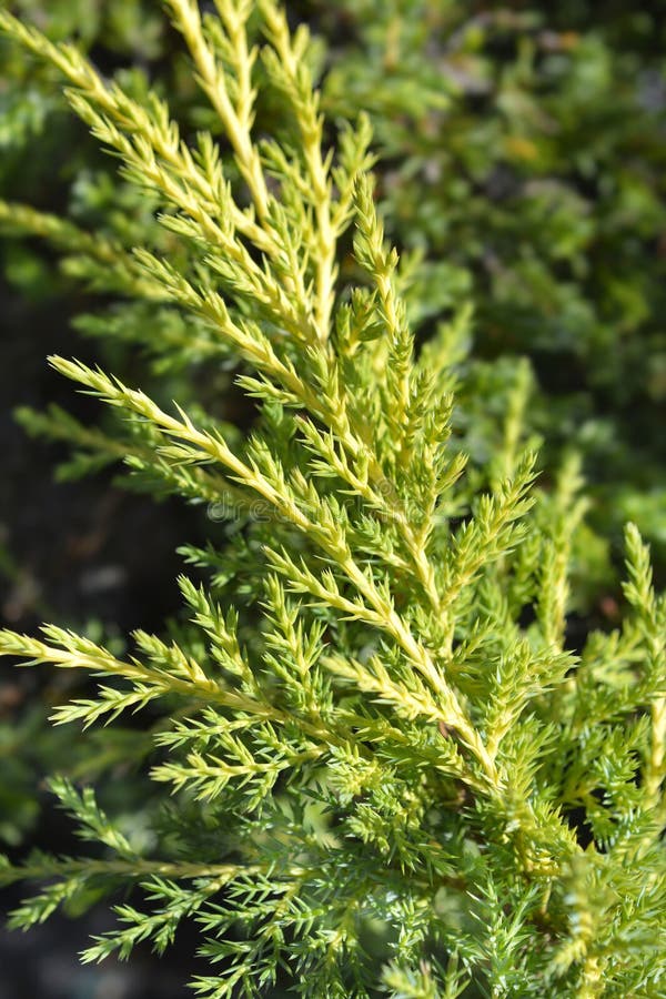 Juniper Gold Star stock photo. Image of juniper, botany - 298033492