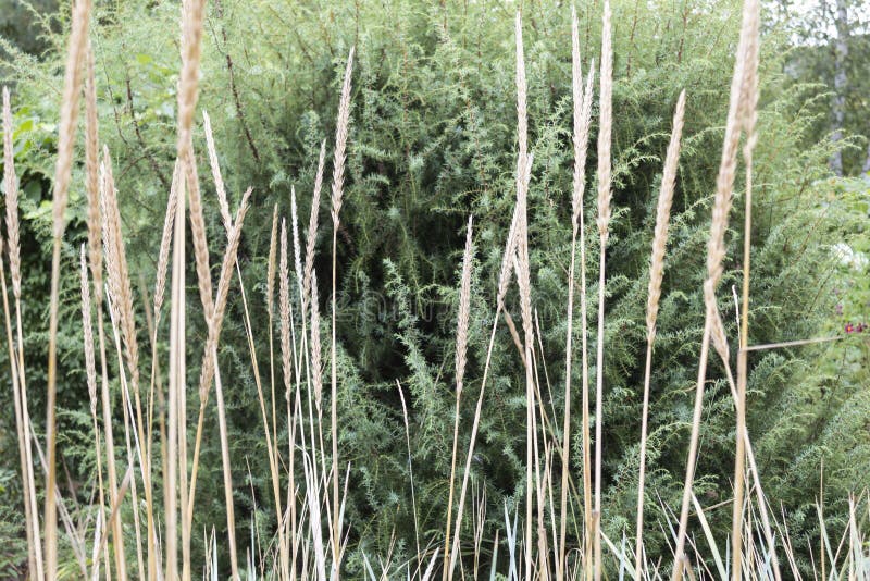 Juniper and grasses. stock image. Image of pattern, garden - 195968757