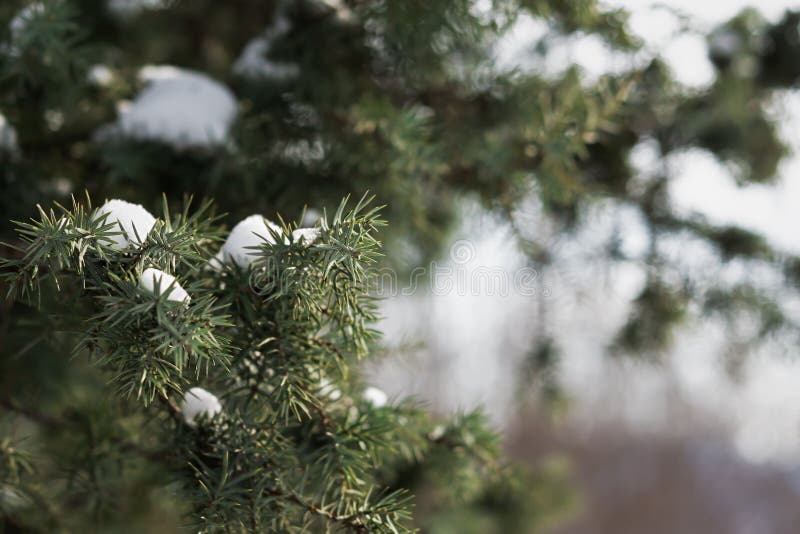 Juniper Green Background. the Texture of Juniper Branches for a Full ...