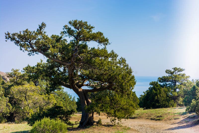 Juniper Grove stock image. Image of landscape, wood - 153920669