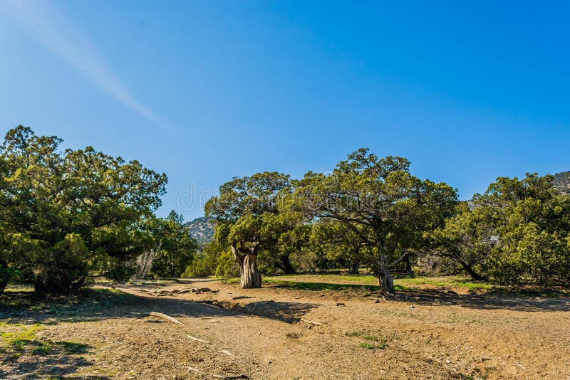 Green Mountain Juniper Grove Stock Photos - Free & Royalty-Free Stock ...
