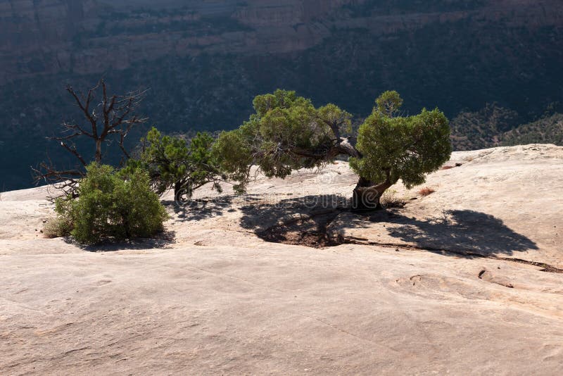 Persistent Juniper Stock Photos - Free & Royalty-Free Stock Photos from ...
