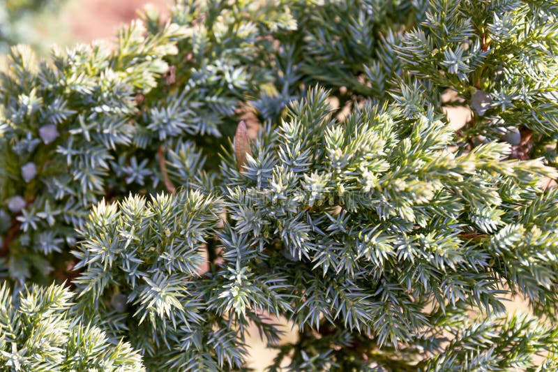Juniper Horizontal Blue Scaly. Shrub with Gray-blue Needles. Landscape ...