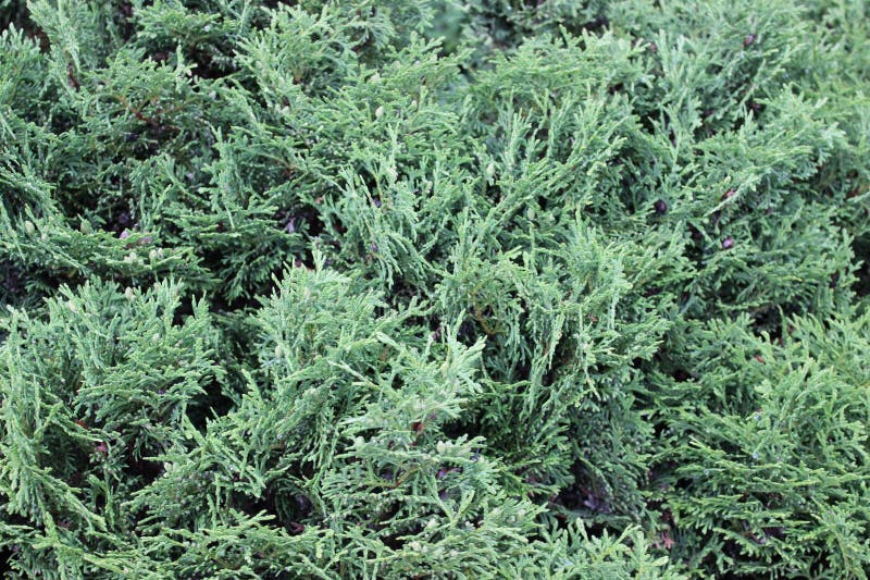 Juniper Horizontal (prostrate) is a Creeping Evergreen Stunted Species ...