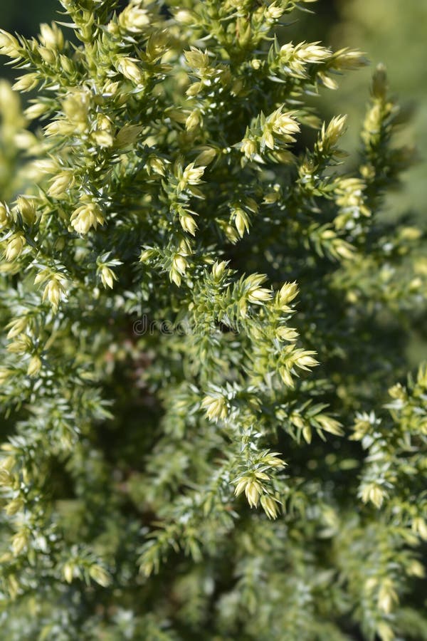 Juniper Hulsdonk Yellow stock photo. Image of shrub - 203226504