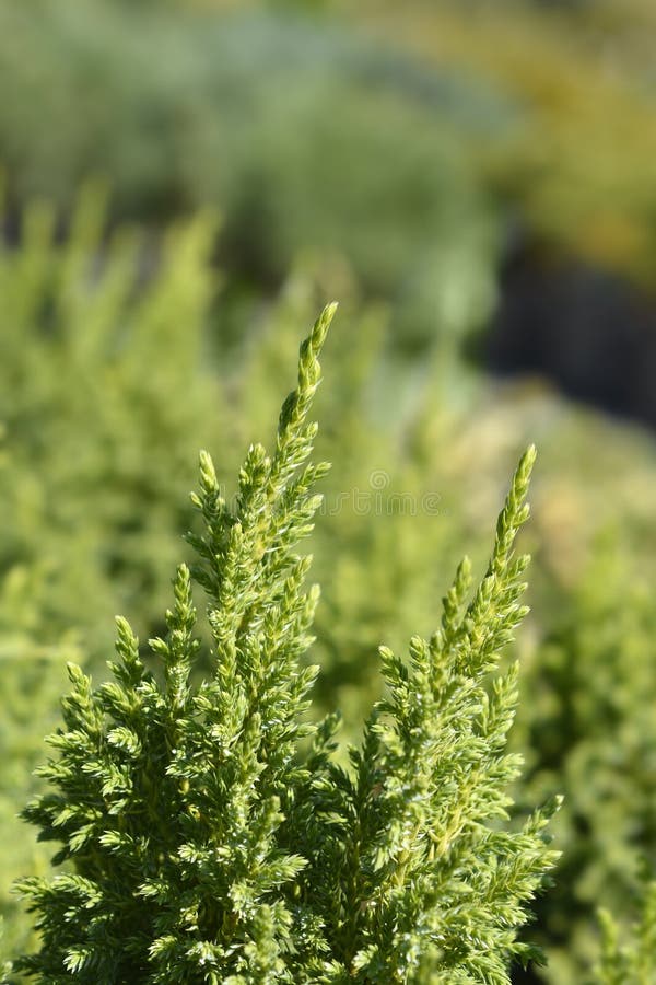 Juniper Hulsdonk Yellow stock image. Image of autumn - 276654095