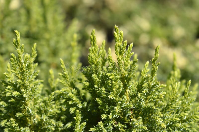 Juniper Hulsdonk Yellow stock photo. Image of hulsdonk - 309029476