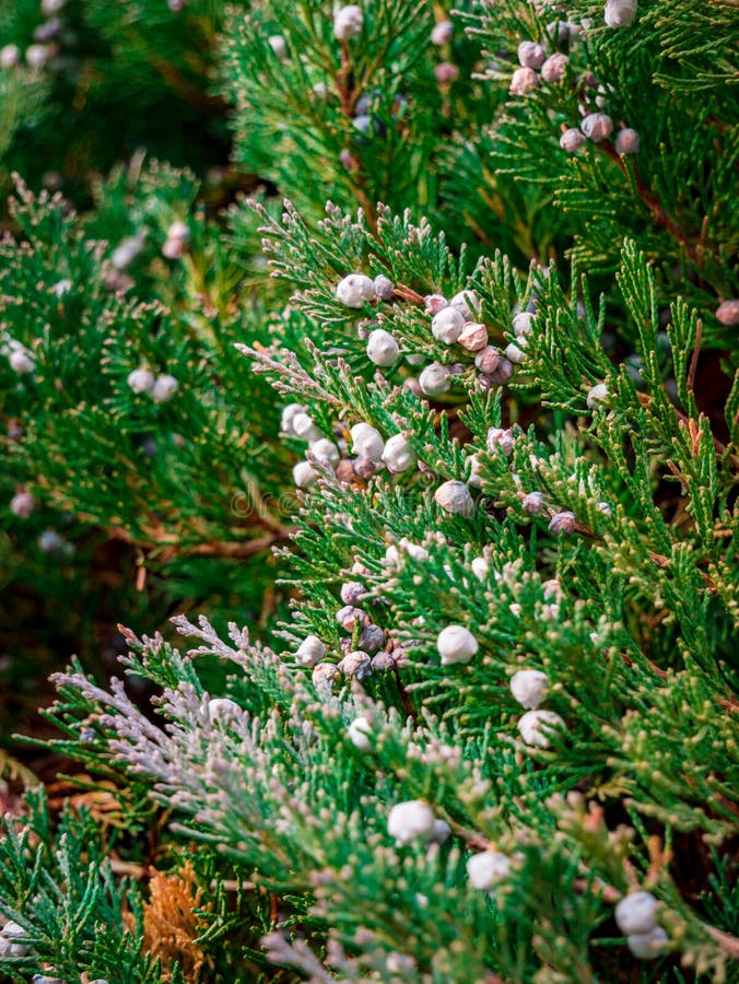 Juniper Juniperus Branches with Berries Stock Photo - Image of forest ...