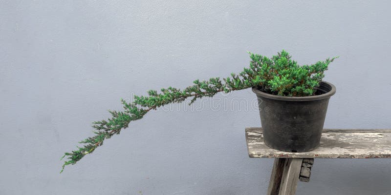 Juniper Juniperus Tree in a Black Plastic Pot Stock Photo - Image of ...